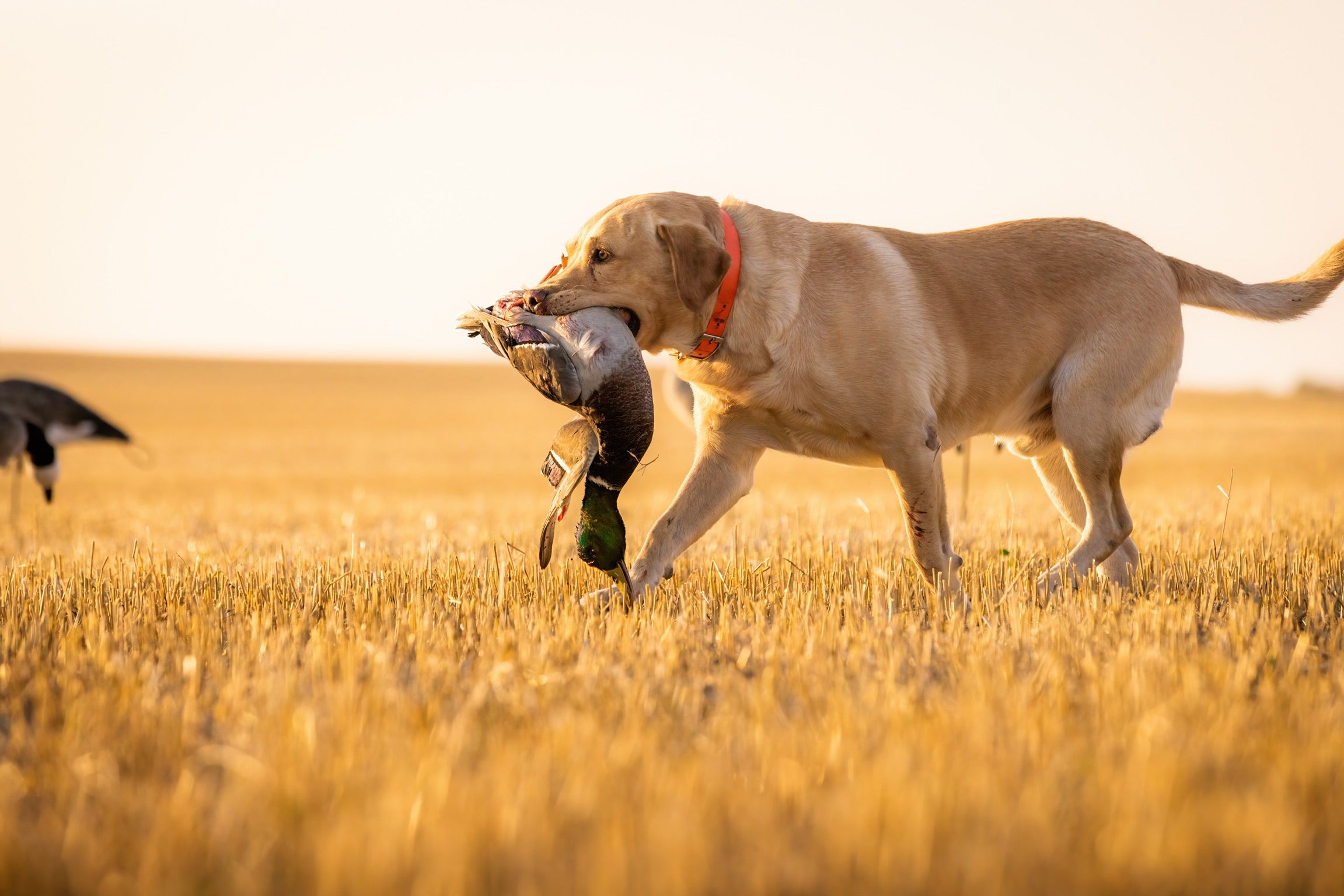 Quick-Release Training/Safety System – GunDog Outdoors