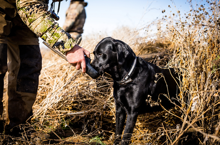Quick-Release Training/Safety System – GunDog Outdoors